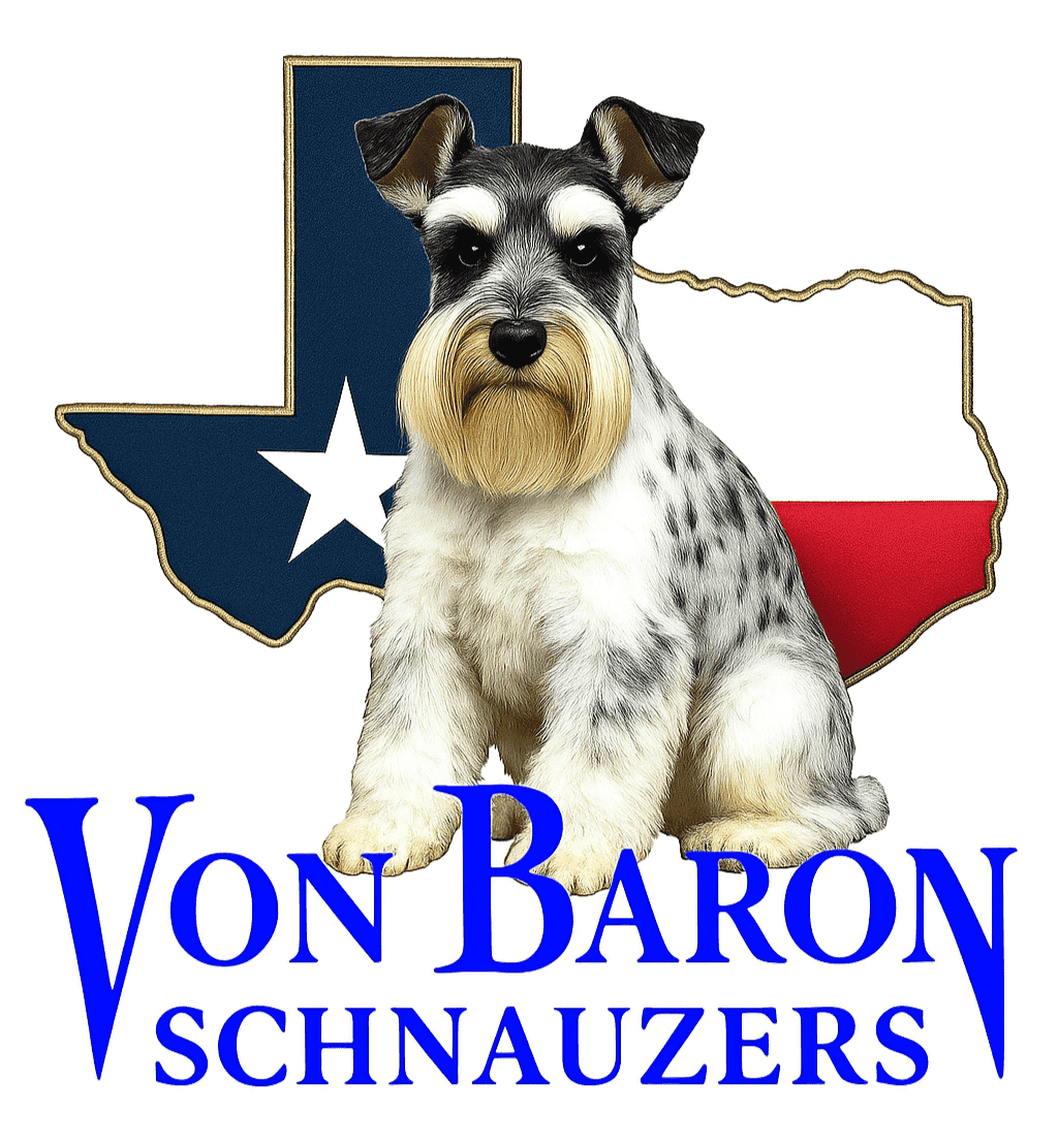 Schnauzer Sizes: Miniature, Standard & Giant Comparison Guide