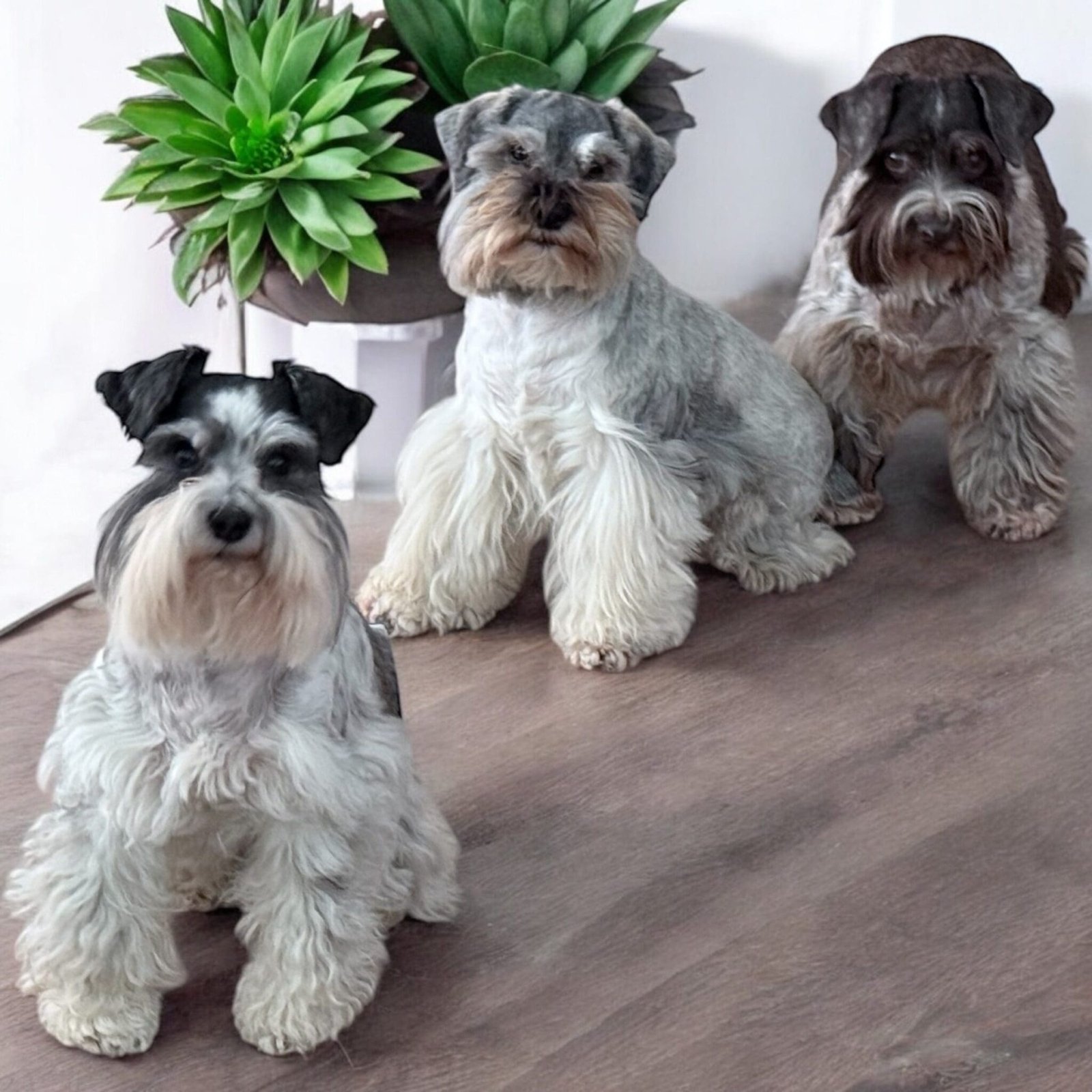 TEACUP, TOY, AND MINIATURE SCHNAUZERS - Von Baron Schnauzers