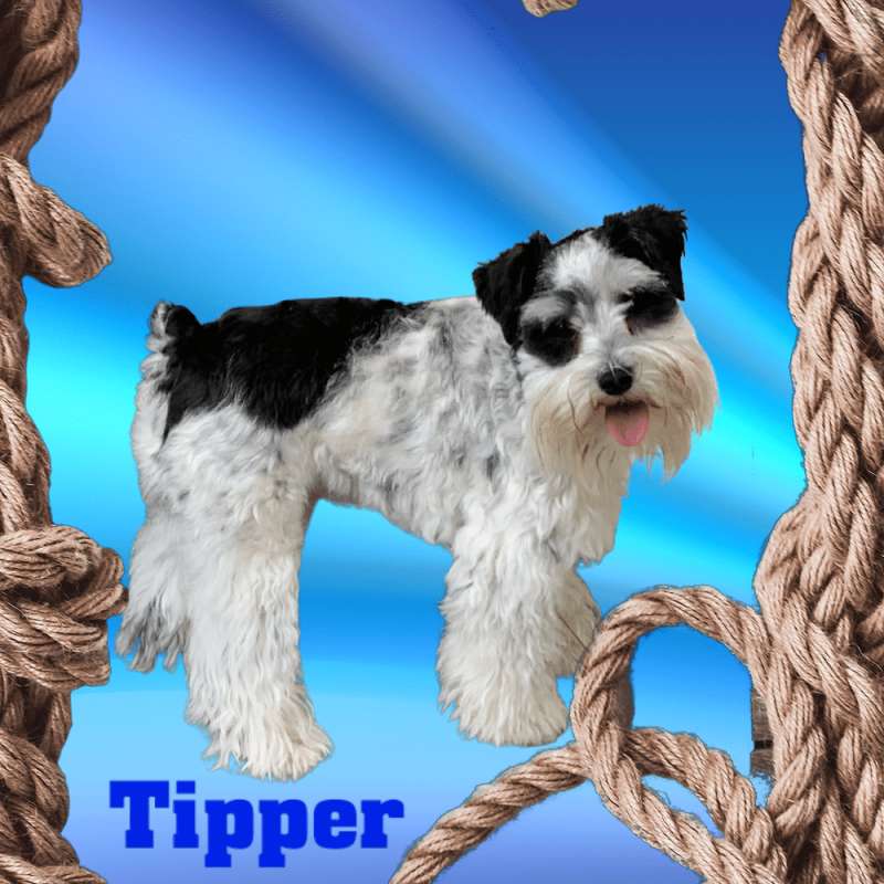 Breeding Cowboys - Von Baron Schnauzers